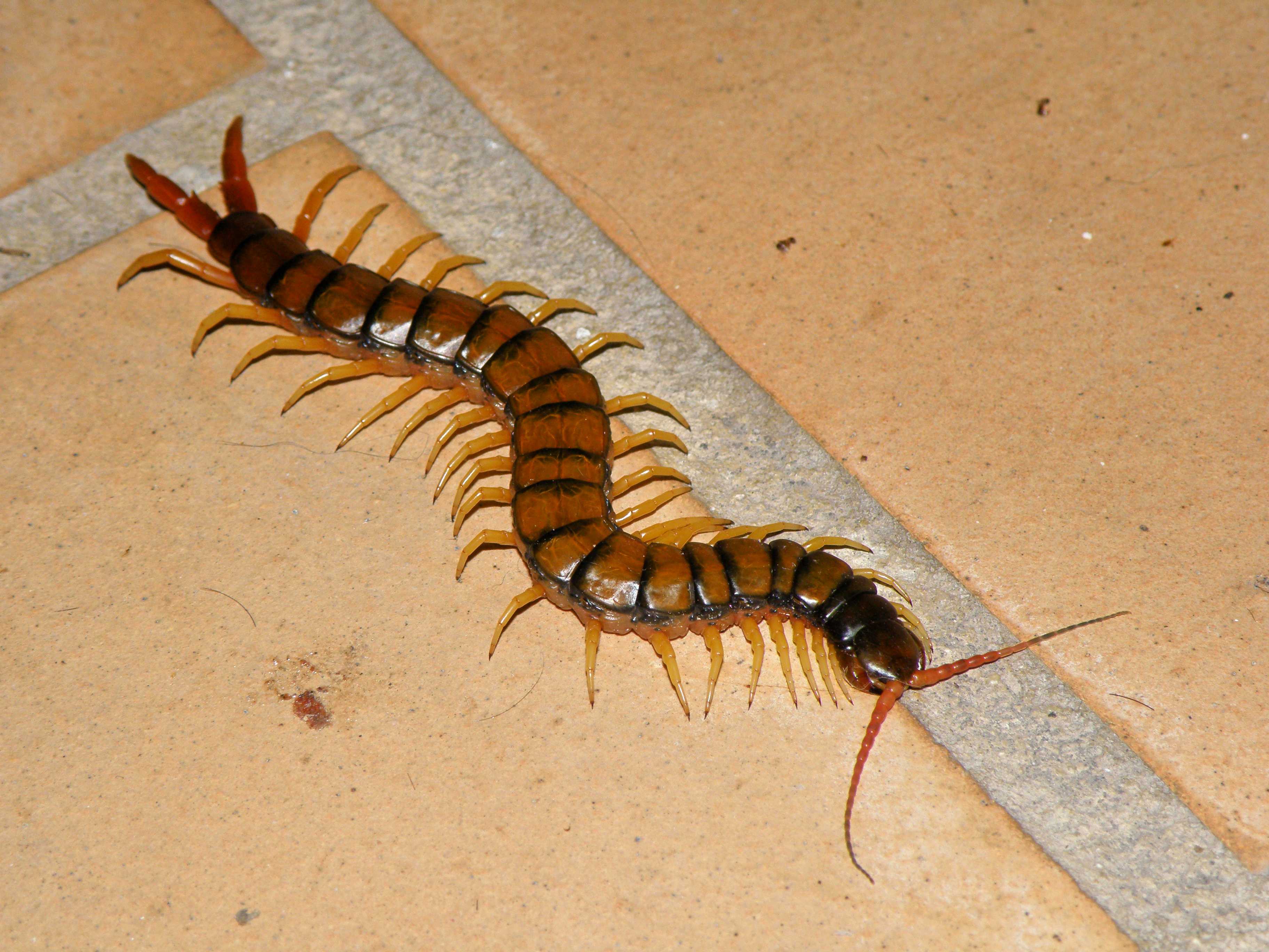 scolopendre - définition - C'est quoi